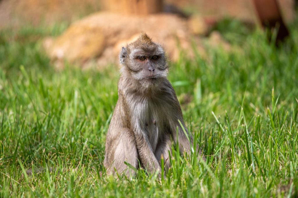 Crab-eating macaque - Safari Mallorca